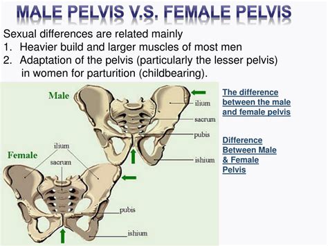 PPT PELVIS PowerPoint Presentation Free Download ID