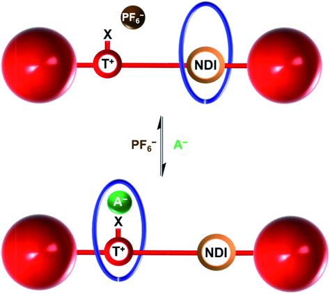 Schematic Of The Anion Induced Translational Molecular Motion Within A Download Scientific