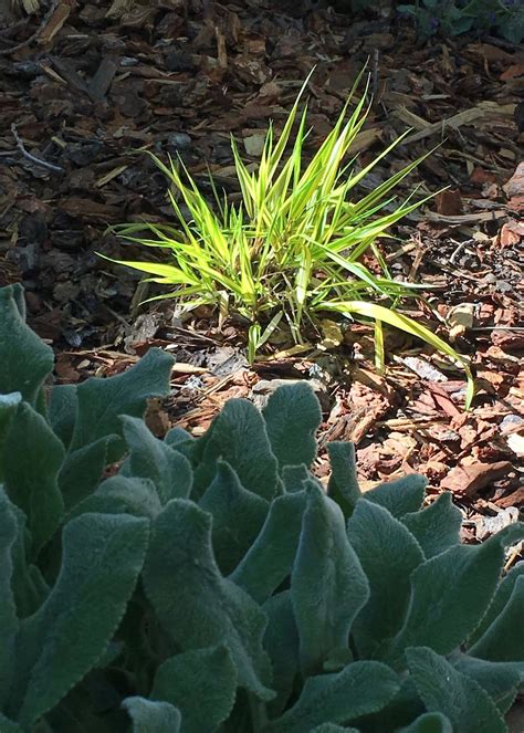 The Plants At Walking Rain Japanese Forest Grass Hakonechloa Macra