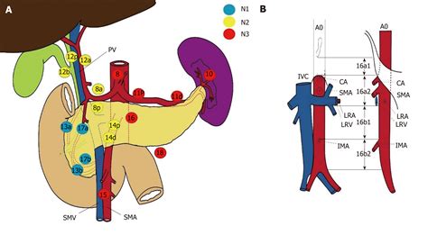 Celiac Lymph Nodes