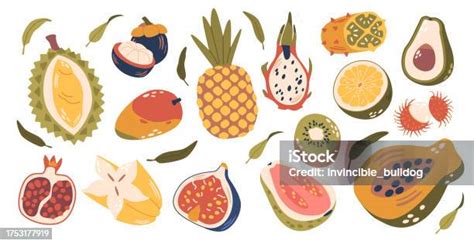 열대 과일 세트입니다 두리안 리치 파인애플 드래곤 프루트 카람볼라 무화과 석류석 파파야와 구아바와 라임 열대 기후에 대한 스톡 벡터 아트 및 기타 이미지 Istock