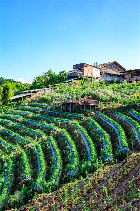 Beautiful Park At Doi Mon Cham Stock Image Image Of Beautiful Cham 165343055