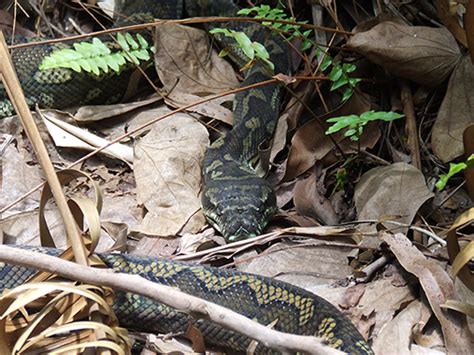 COASTAL CARPET PYTHON Wildlife Mountain Australia