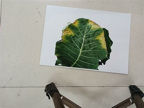 Crop Identification01 Object Detection Dataset By Crop Identification01