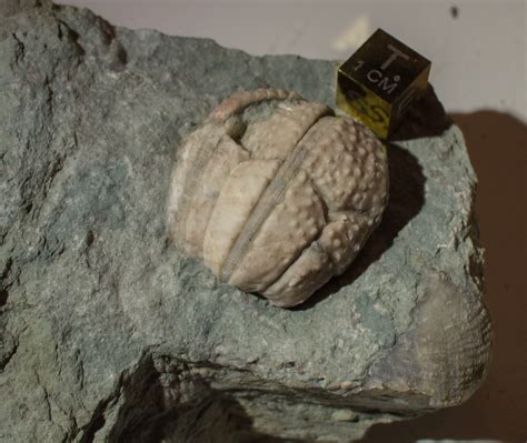 Silurian Blastoid Fossil Id The Fossil Forum