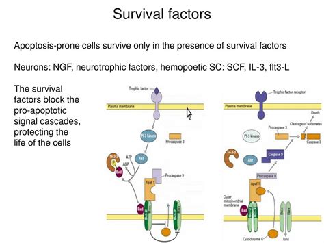 Ppt Intercellular And Intracellular Signals Powerpoint Presentation Free Download Id 6319421