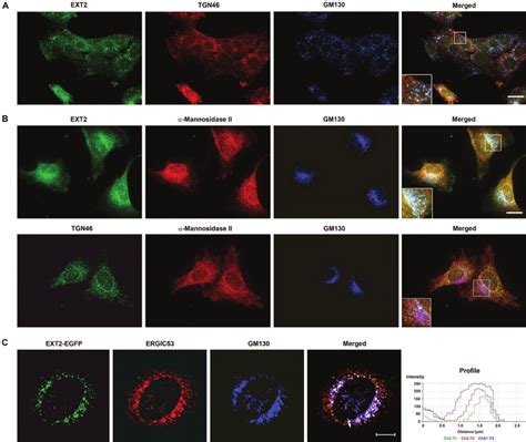 Cis Golgi Localization Of Ext2 Protein Was Retained In Golgi Structures