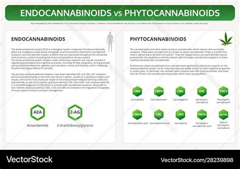 Endocannabinoids Vs Phytocannabinoids Horizontal Vector Image