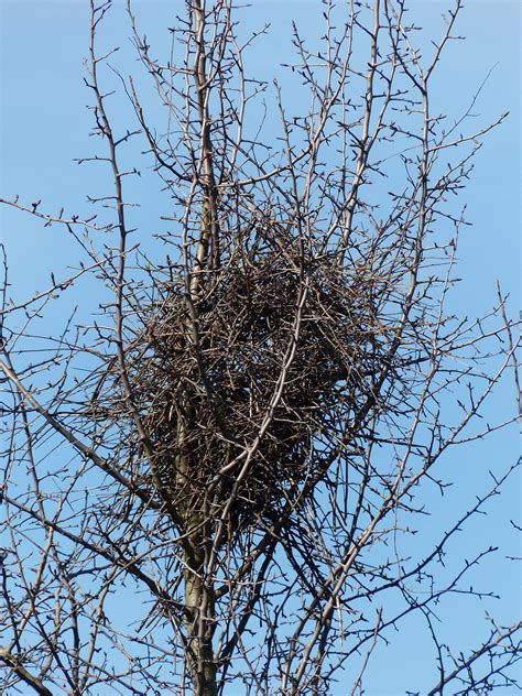 Magpies Nest Bird Free Photo On Pixabay Pixabay
