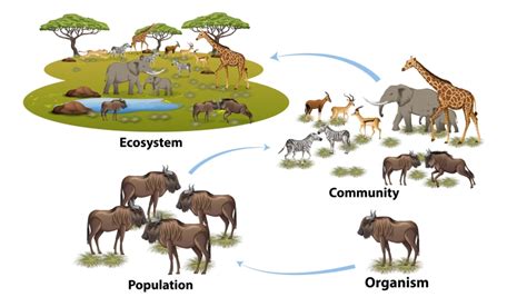 Ecosystem Population Stock Video Footage 4k And Hd Video Clips