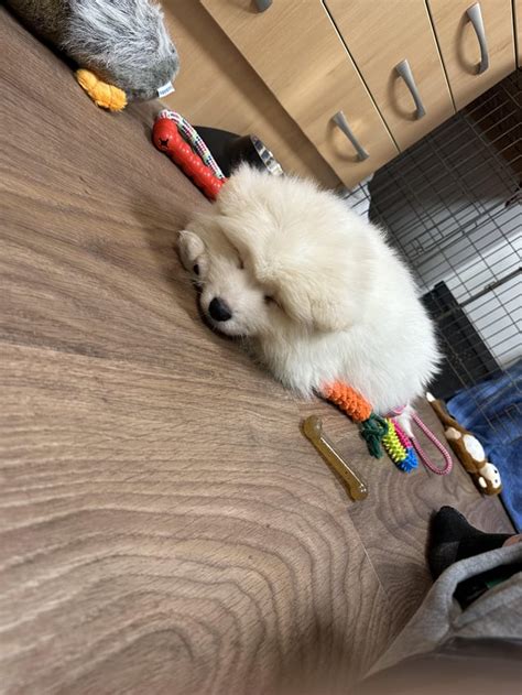 Finally Picked Up My Fluffy Boi R Samoyeds