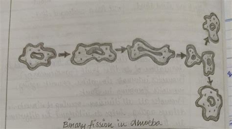 Binary Fission In Leishmania