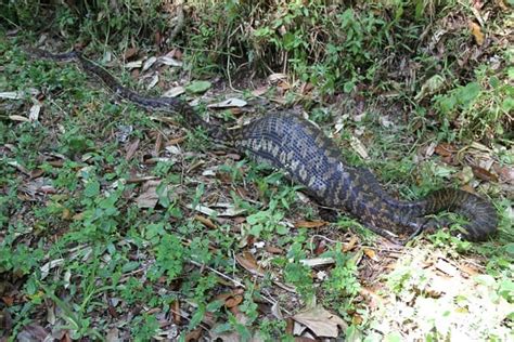 10 Facts About The Scrub Python Snake Radar