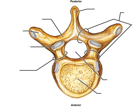 Vertebrae Diagram Quizlet