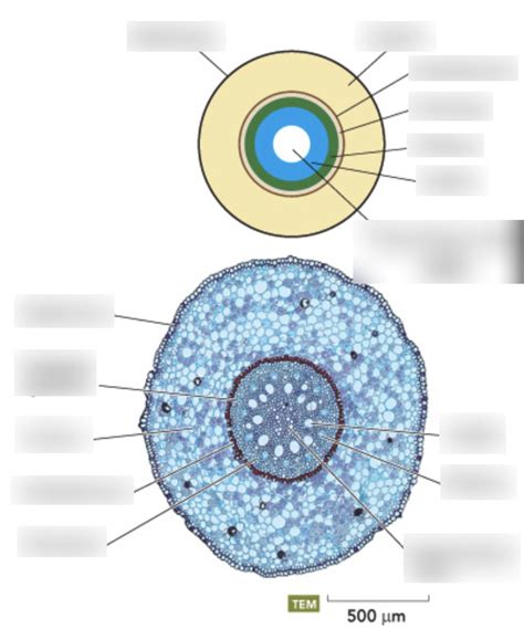 Botany Monocot Root Labeling Pt1 Diagram Quizlet