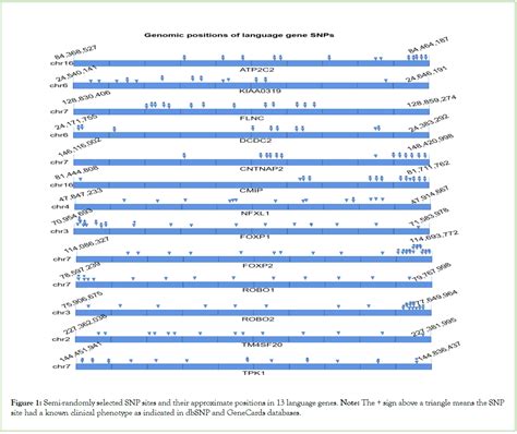 Language Gene Polymorphism Patterns Important Information On Hum