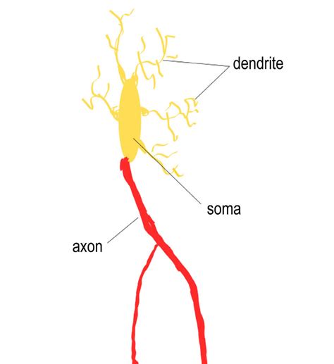 Basic Diagram Of A Neuron Download Scientific Diagram