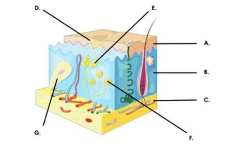 Senses Touch Diagram Quizlet