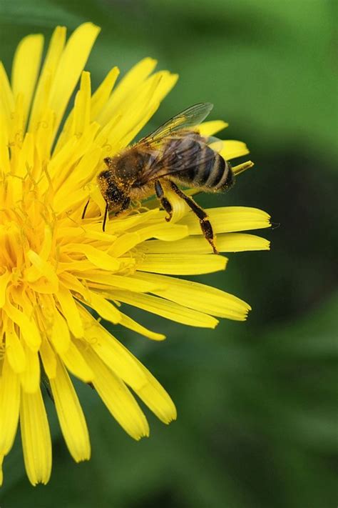 Pollination Bee Insect Free Photo On Pixabay Pixabay