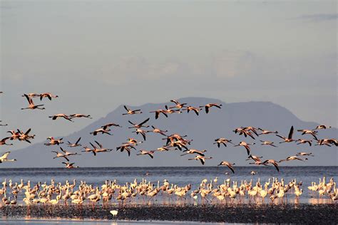 Flamingo Flocks Experiences Wild Safari Guide
