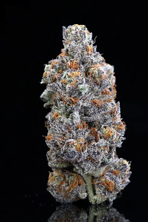 Cereal Milk Feminized Seeds Medicine Man Seeds