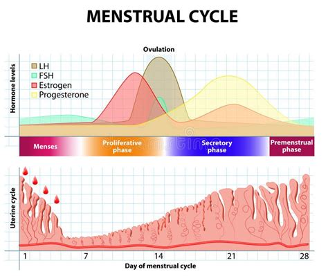 Unlabeled Female Menstrual Cycle Hormone Graph