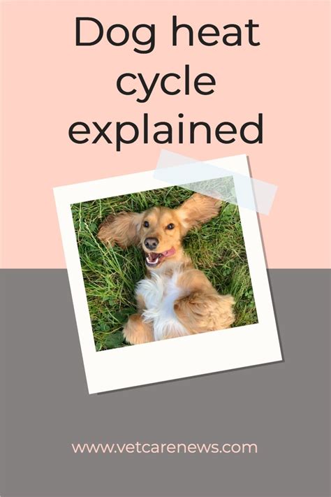 Dog Heat Cycle 101 Everything You Need To Know About The Dog