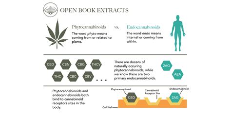 Phytocannabinoids Benefits Open Book Extracts