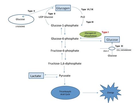 Glucose 6 Phosphatase Deficiency Doll Face