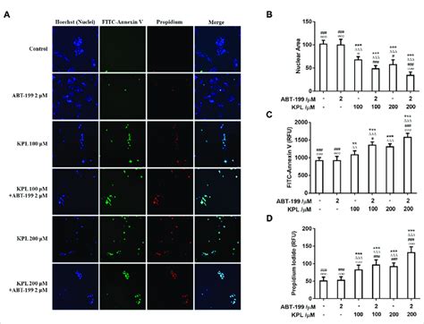 The Effect Of Kpl Combined With Abt 199 On Apoptosis Of Hepg2 Cells