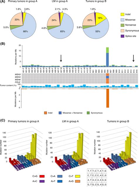 A Pie Charts Showing The Percentages Of Different Somatic Mutations In Download Scientific