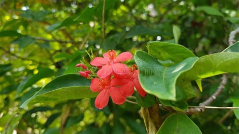 Jatropha Integerrima Commonly Known As Peregrina Or Spicy Jatropha Stock Image Image Of Food