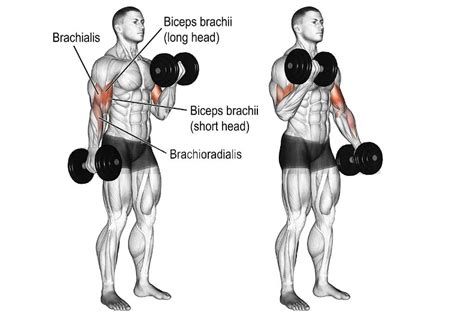 Dumbbell Bicep Curls A Complete Guide For Bigger Arms
