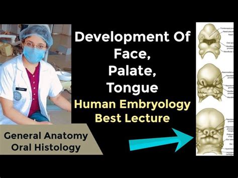 Embryology Of Maxilla Palate Maxillary Sinus Lips And 41 Off