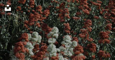 A [unk] Of [unk] That Are Next To Each Other Photo Free Spring Image