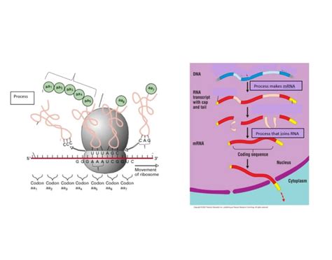 Rna Images Quiz