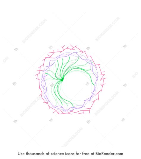 Free Cytoskeleton 1 Icons Symbols And Images Biorender