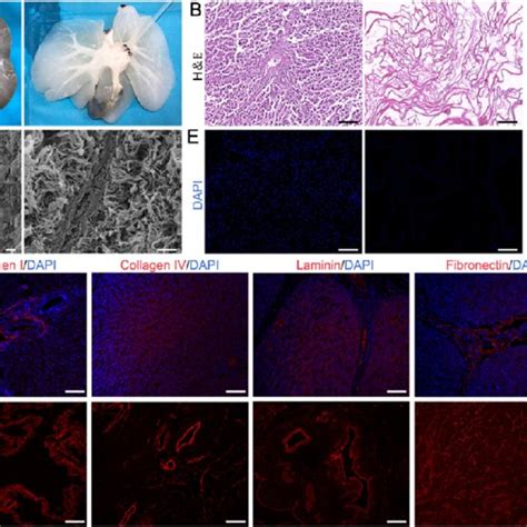 Schematic Illustration Of Dlm Micropattern Array Chips To Fabricate Download Scientific Diagram