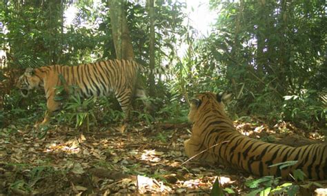 Malayan Tiger Habitat