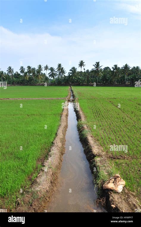Agriculture In Kuttanad Water Abundance Below The Sea Level Kuttanad
