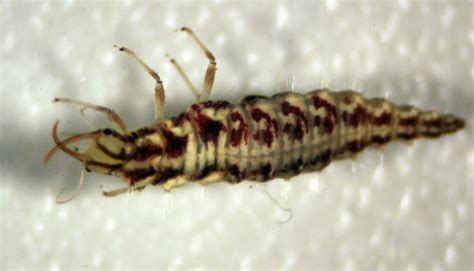 Neuroptera Unbc Biol 322 Entomology