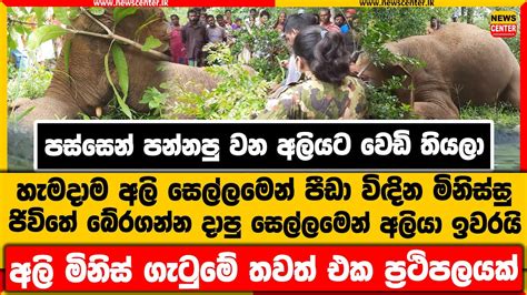 පස්සෙන් පන්නපු අලියට වෙඩි තියලා මිනිස්සු ජිවිතේ බේරගන්න දාපු සෙල්ලමෙන්