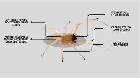 Spider Identification Identify Easily By Images And Chart