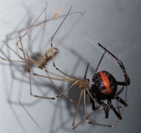 Daddy Long Legs Spider Killing