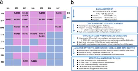 结核分枝杆菌分离株的组学分析揭示了乙硫异烟胺代谢相关基因 Rv3094c Communications Biology X Mol