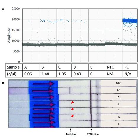Recombinase Polymorphism Amplification Lateral Flow Rpa Lf Assay On