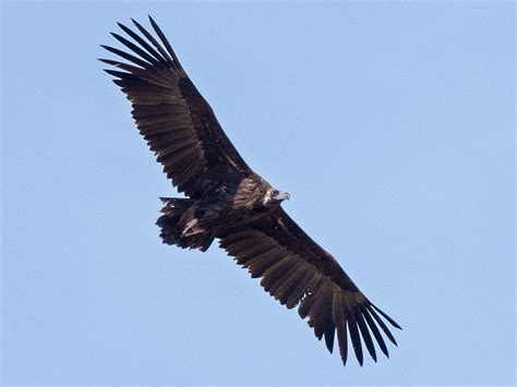 Cinereous Vulture Wingspan