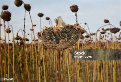 상업 해바라기 농업 필드에서 잘 익은 건조 해바라기는 가을에 수확과 좋은 해바라기 씨앗 작물을 위한 준비가되어 있습니다 0명에 대한 스톡 사진 및 기타 이미지 Istock
