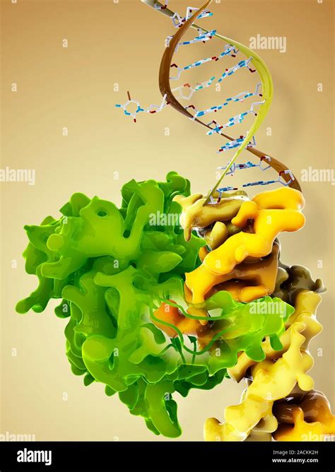 Dna Binding Protein Complex Computer Model Showing A Uhrf1 Ubiquitin