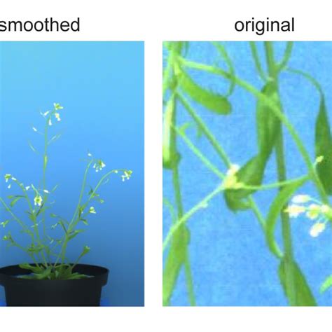 Examples Of Structure Edge Preserving Denoising Of Arabidopsis Download Scientific Diagram